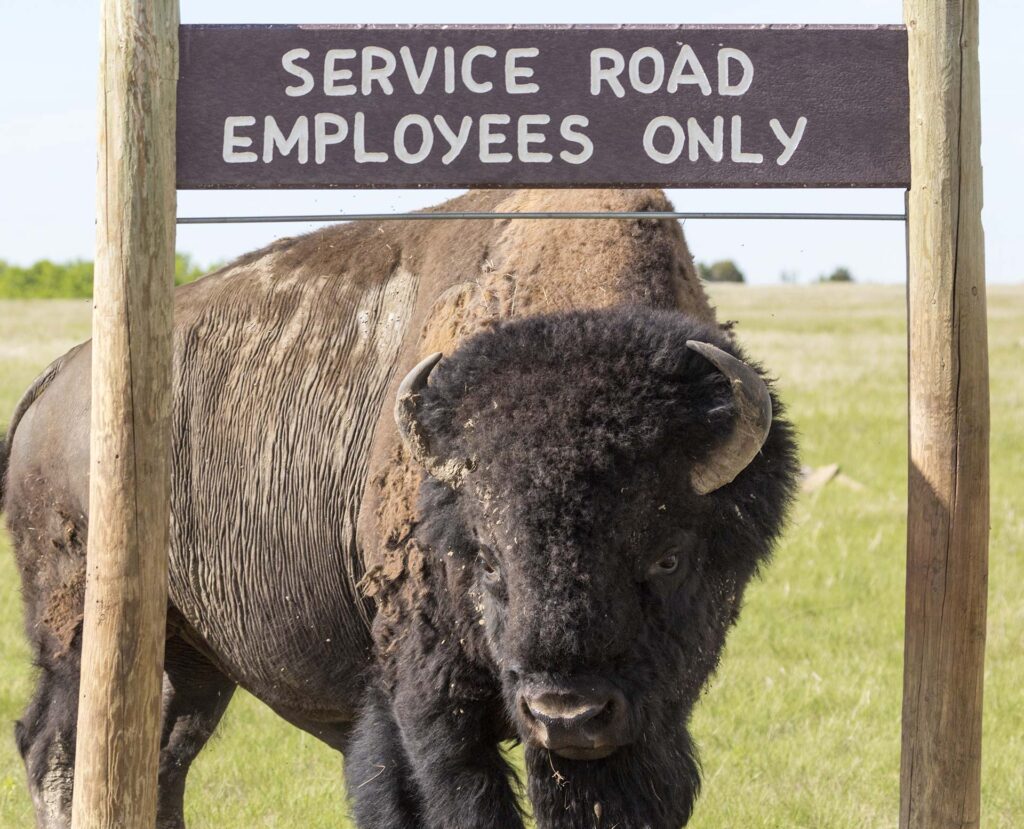 The Near Extinction And Conservation Of The American Bison | Buffalo ...