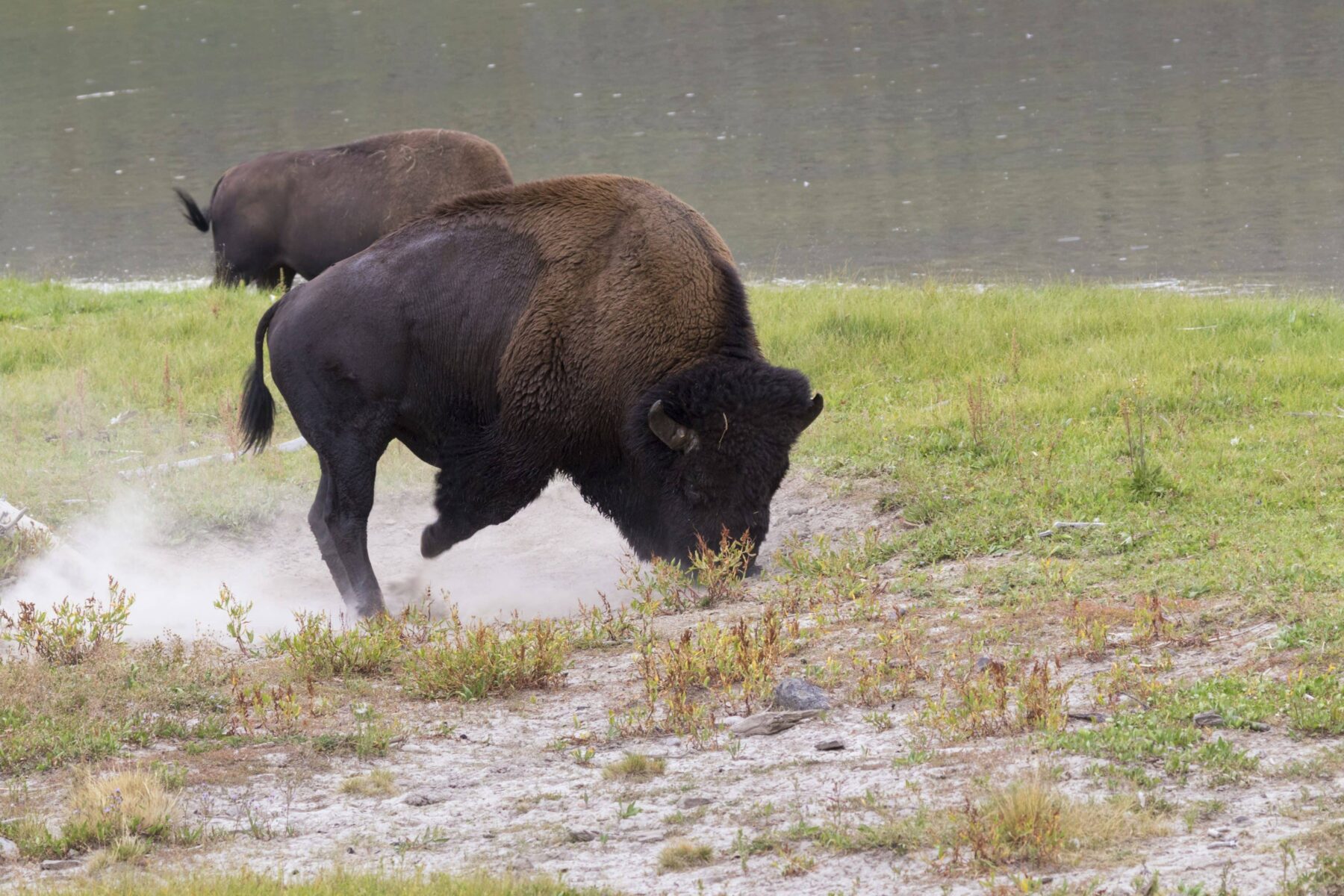 American Bison Facts - Learn About The American Bison | Buffalo ...